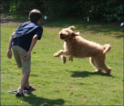 dog_at_play - BetterDog Training